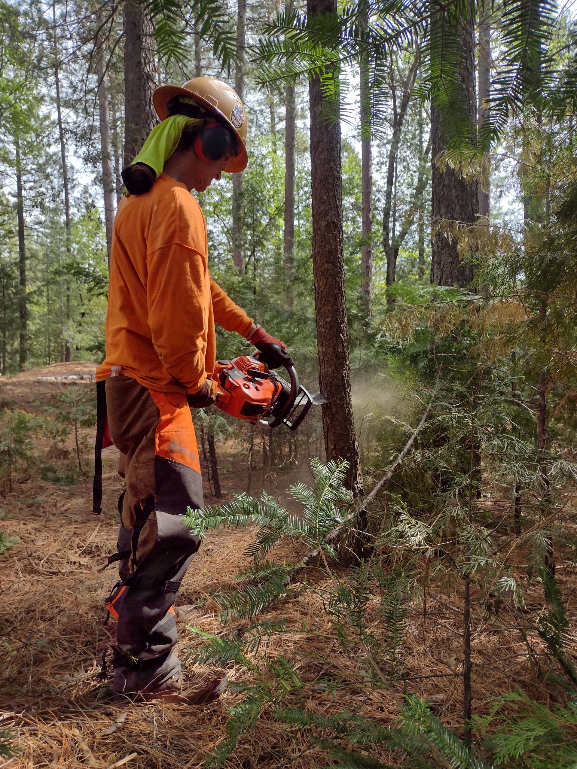 Maintaining Defensible Space and Your Shaded Fuel Break - buttefiresafe.net